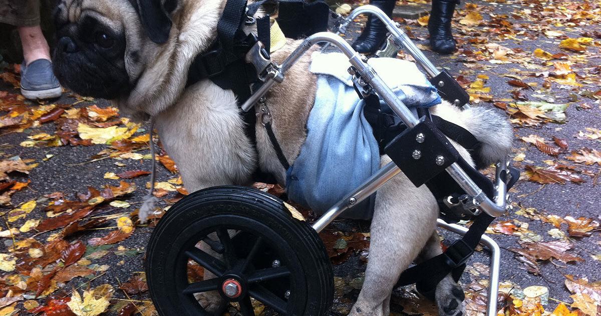 The Fixer: Disabled pug pounds pavement in new wheelchair