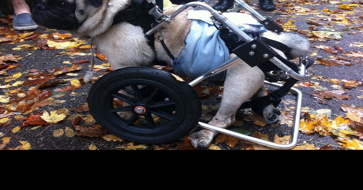 The Fixer: Disabled pug pounds pavement in new wheelchair