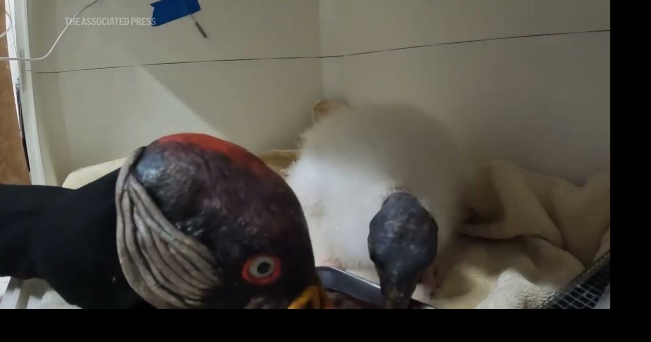 Why a New York zoo is feeding a baby vulture with a hand puppet