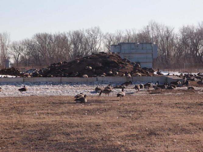 Canada geese taking shelter from hunters in downtown Chicago