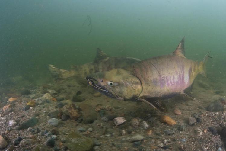 Environmental group buys Fraser River island near Chilliwack, B.C., to ...