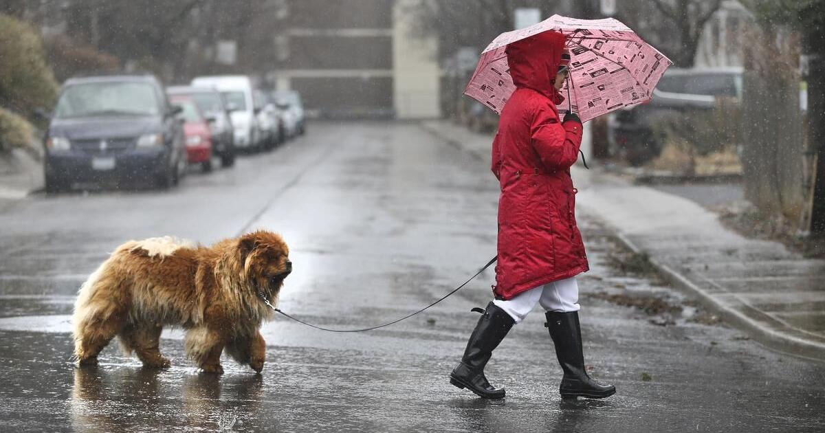 After a ghastly cold spell, look forward to milder weather in Toronto ...