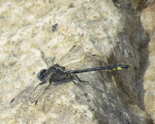 Battle over proposed Enerdu hydro dam in Almonte draws to an end