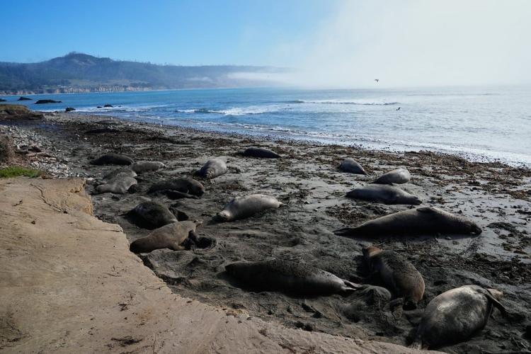 Elephant seals return to Año Nuevo State Park. Visitors watch battling ...