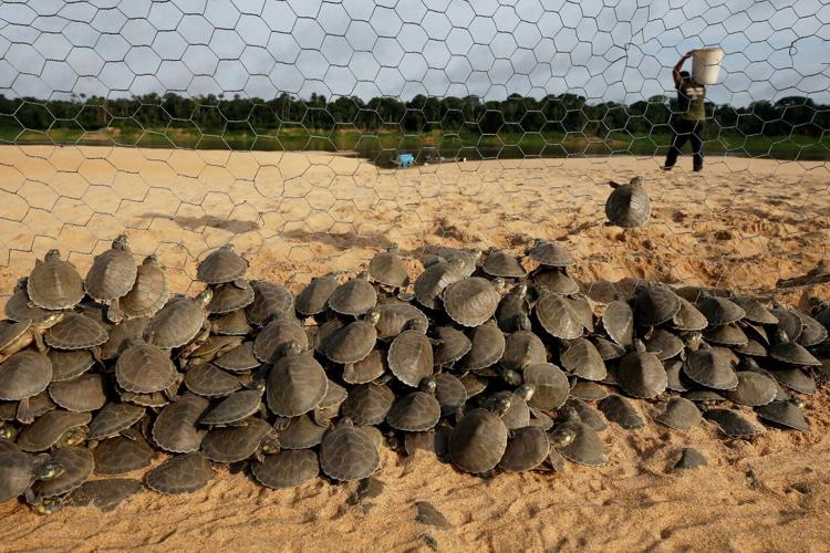 Photos show release of giant Amazon river turtle hatchlings in key ...