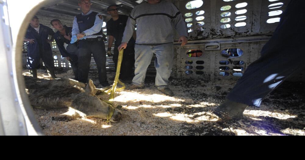 Cattle truck rollover wreaks havoc on Hwy. 401