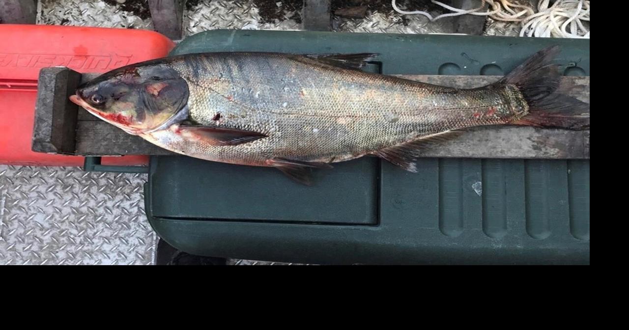 Invasive silver carp confirmed for 1st time in SW Minnesota