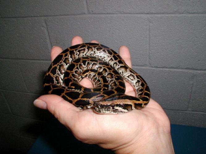 burmese python hatchling size
