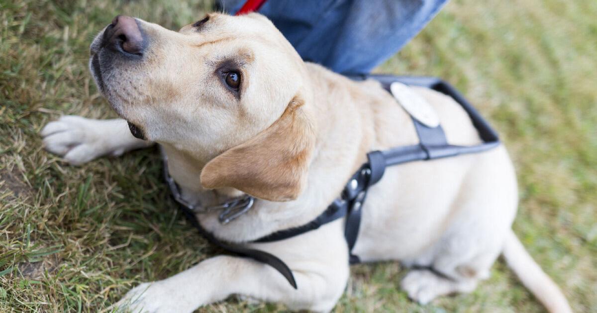 Are guide dogs allowed on all public transit vehicles?