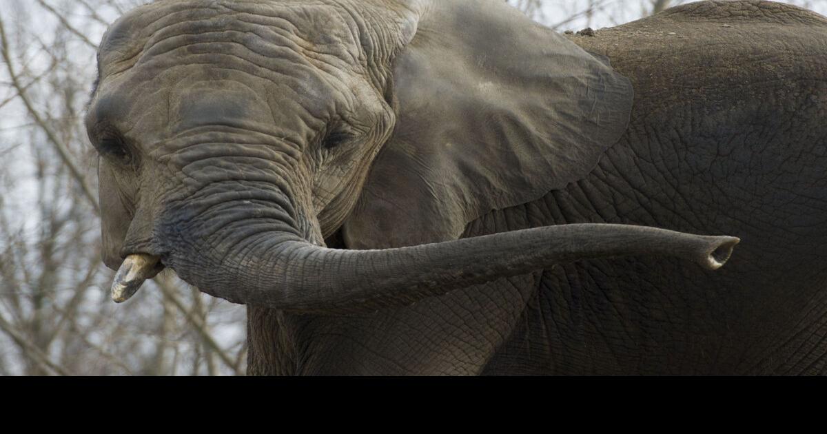 Toronto Zoo elephants arrive at California sanctuary
