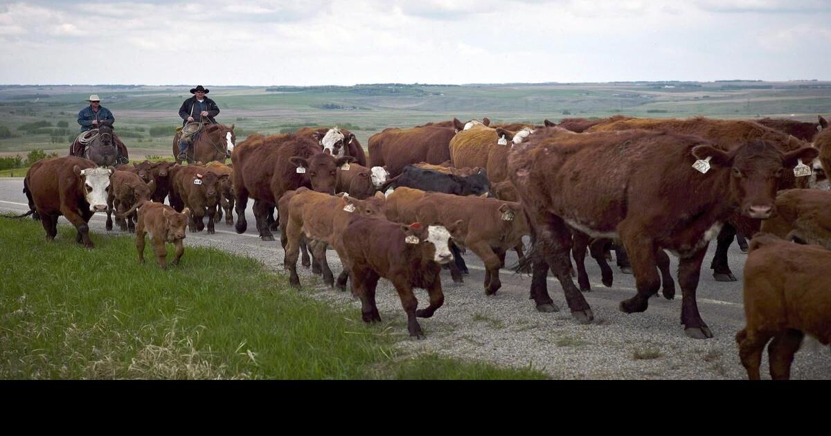 ‘Heartbreaking’ drought forces Alberta ranchers to cull herds