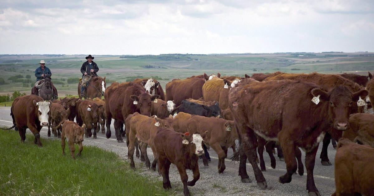 ‘Heartbreaking’ drought forces Alberta ranchers to cull herds ‘Heartbreaking’ drought forces Alberta ranchers to cull herds