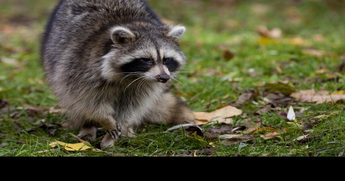 Olivia Chow uses data, blunt questions to change city hall