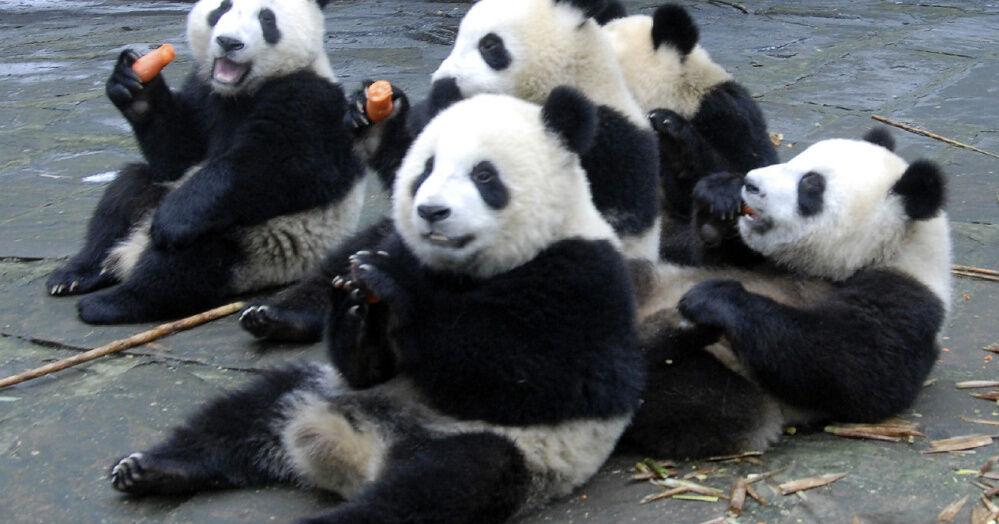 Why Toronto should shift to a panda economy