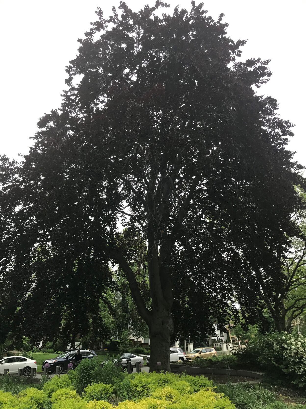 Copper beech in Toronto’s Annex holds a very special place in family’s ...