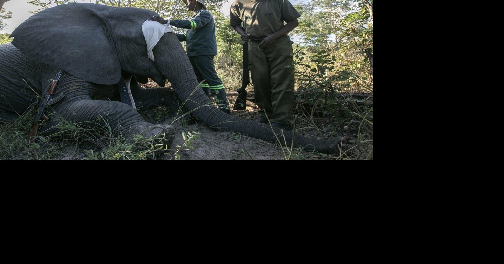 Zimbabwe is full of elephants and conflict with villagers is growing. A ...