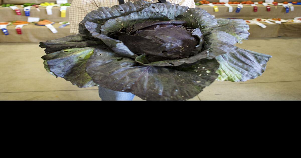 Man’s ‘monster cabbage’ shy of world record