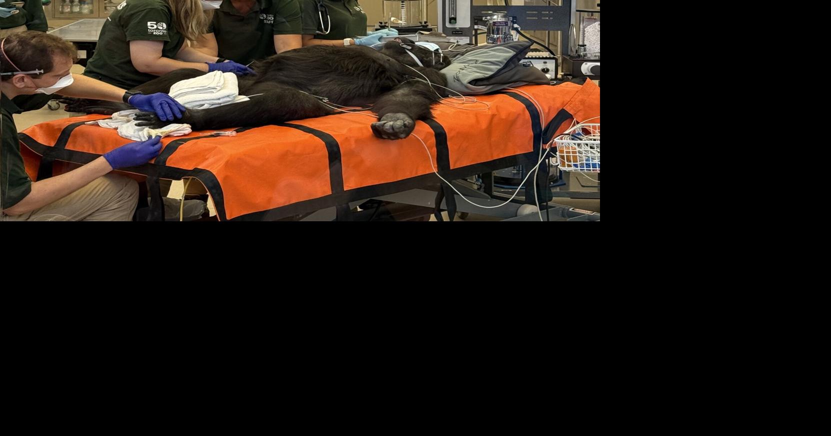 Toronto Zoo gorilla undergoes surgery after toe injury