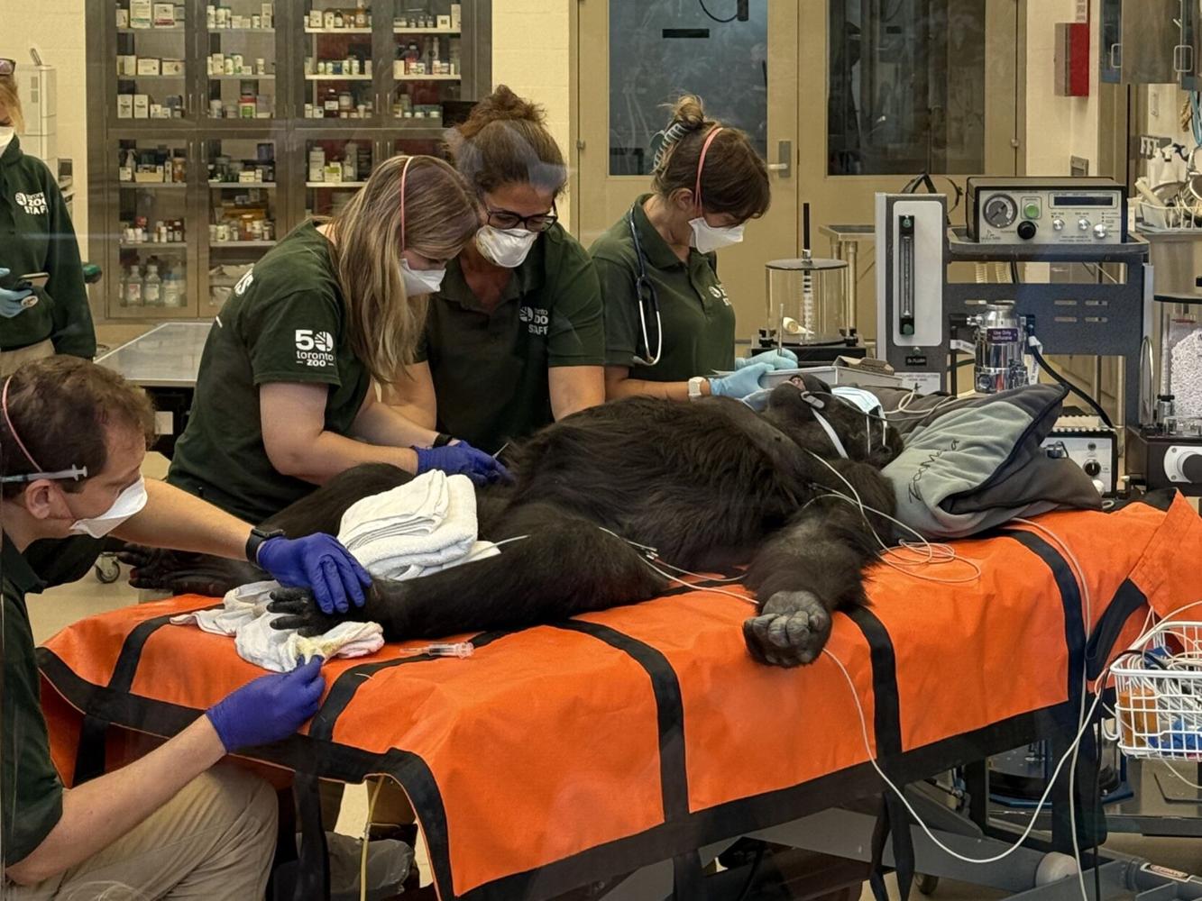 Toronto Zoo gorilla undergoes surgery after toe injury