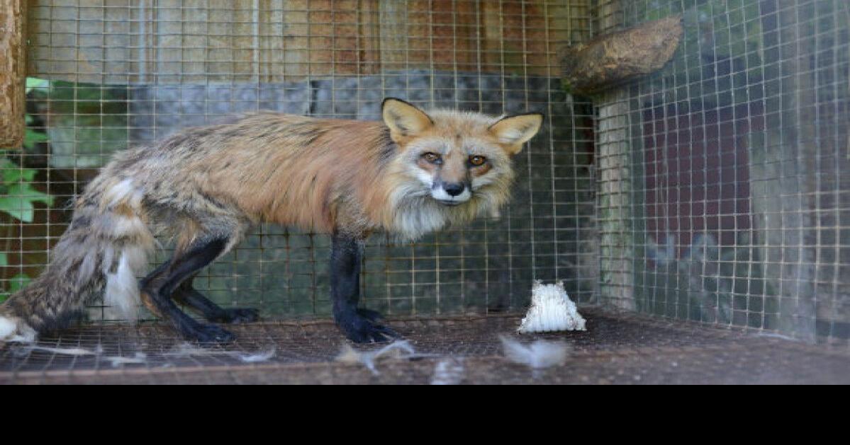 3,000 minks sprung from cages at Quebec fur farm investigated by SPCA