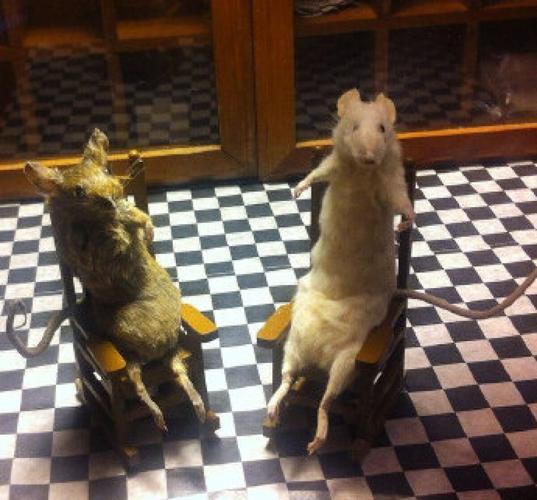 Taxidermy? As a hobby, you can stuff it. Here’s how.
