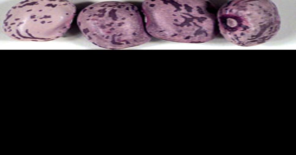 Ricin: Deadly poison’s role in biological warfare