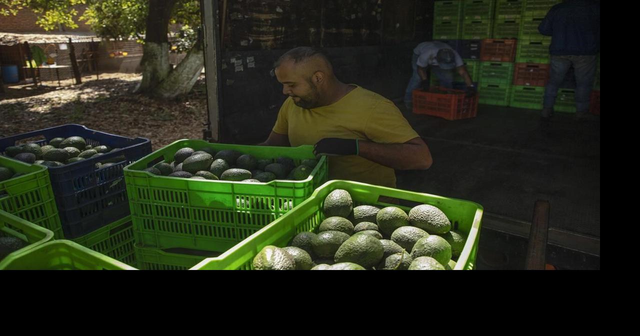 Mexican avocados shipped for Super Bowl named in complaint