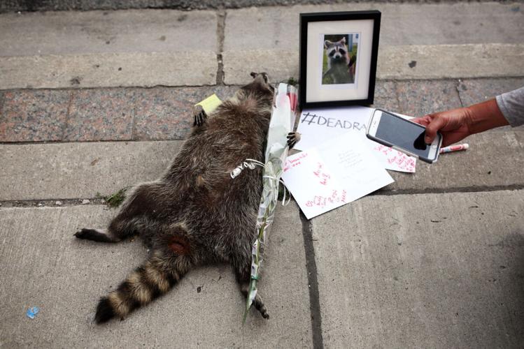Bring on the fanfare for Conrad the Raccoon!