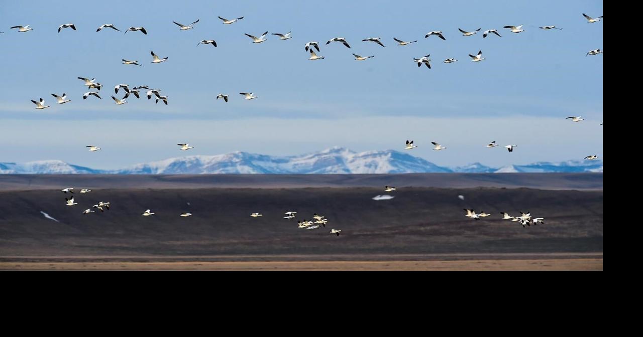 Montana’s spring bird migration is on, but celebration off