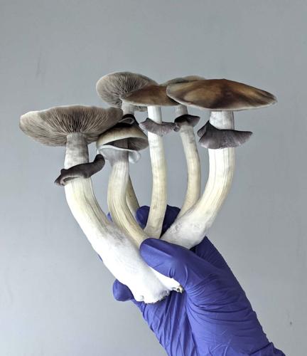 Canadians struggling to get psychedelic-assisted therapy