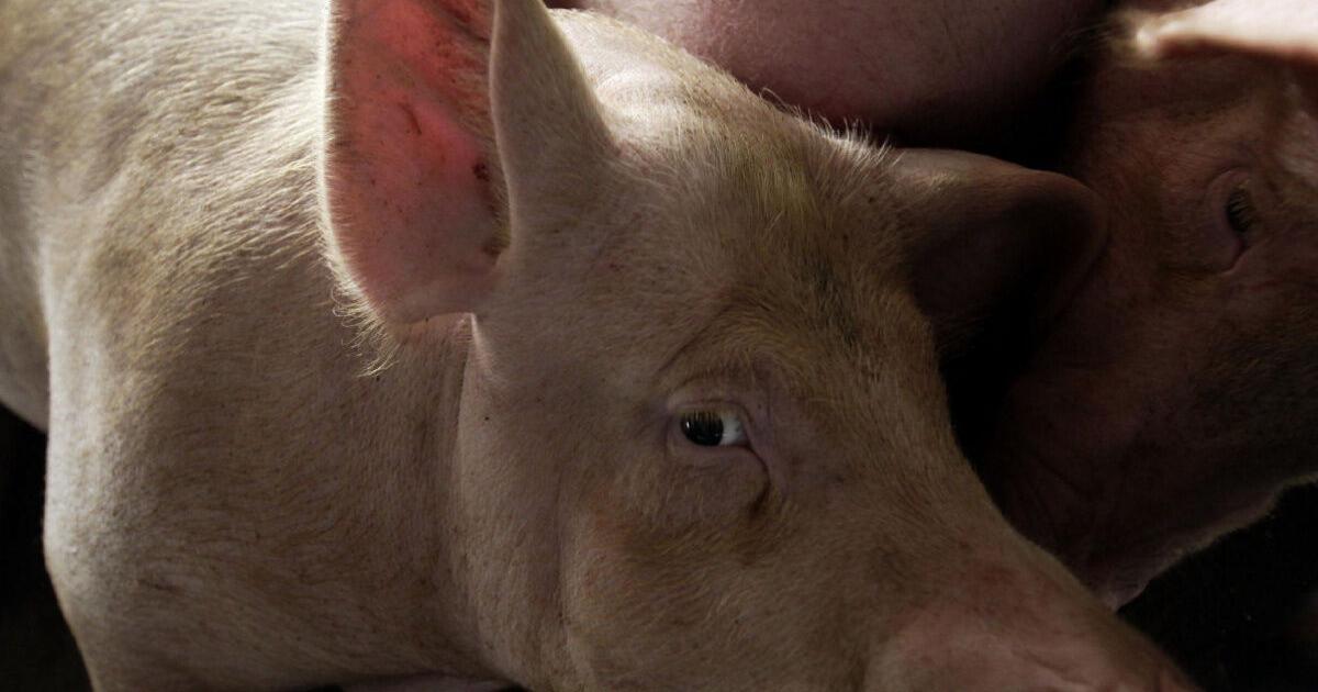 Police rescue woman, child from German pig swarm