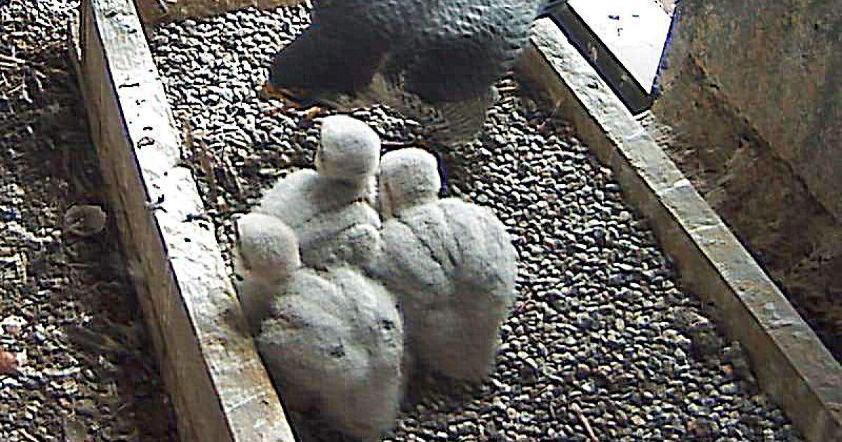 Mississauga’s new peregrine falcon pair starts mating