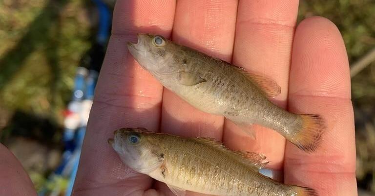 New Brunswick group drops attempt to eradicate invasive fish in ...