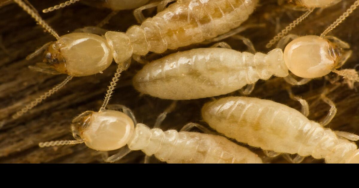Why termites explode