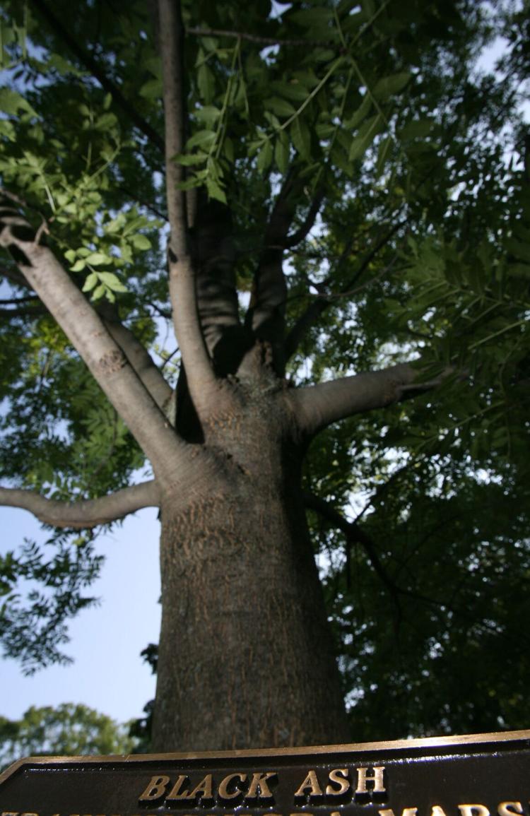New regulations wont save black ash trees: letters