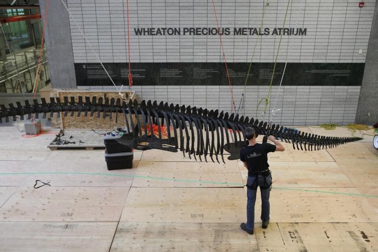 B.C. museum welcomes 13-metre long Elasmosaurus skeleton
