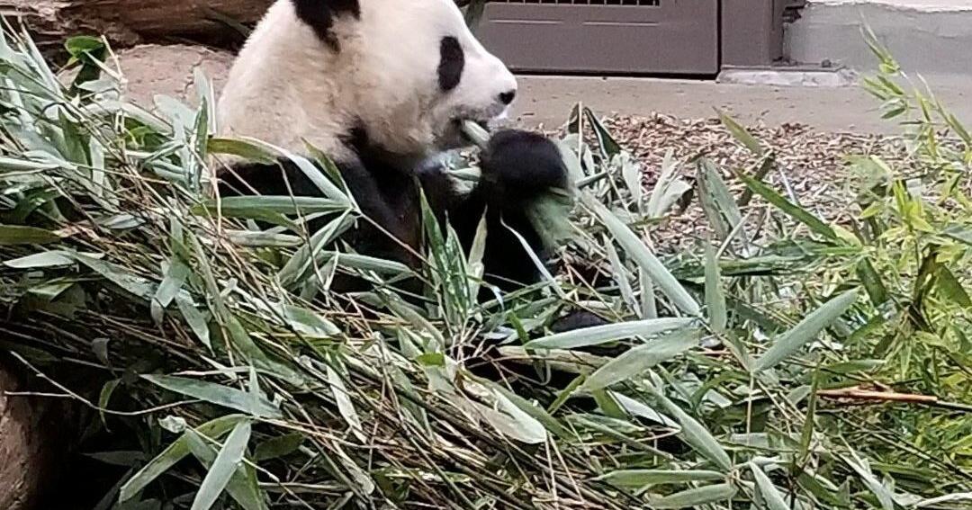 The Calgary Zoo is on panda pregnancy watch. Their vet explains why ...