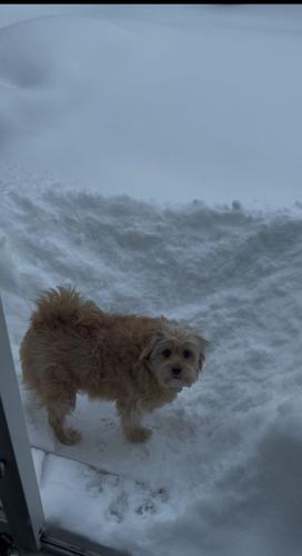 Why Toronto’s dogs loved playing in the snow