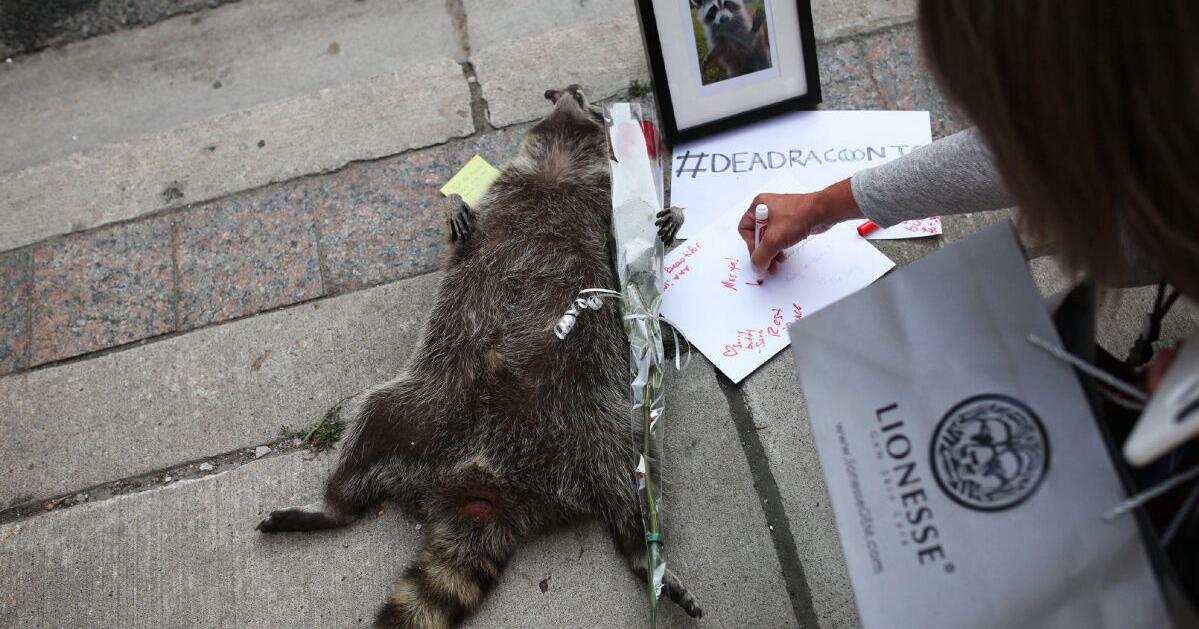 Torontonians create memorial for dead raccoon