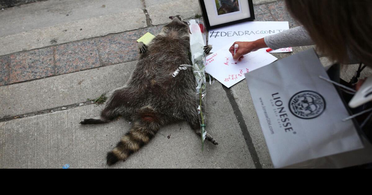 Torontonians create memorial for dead raccoon