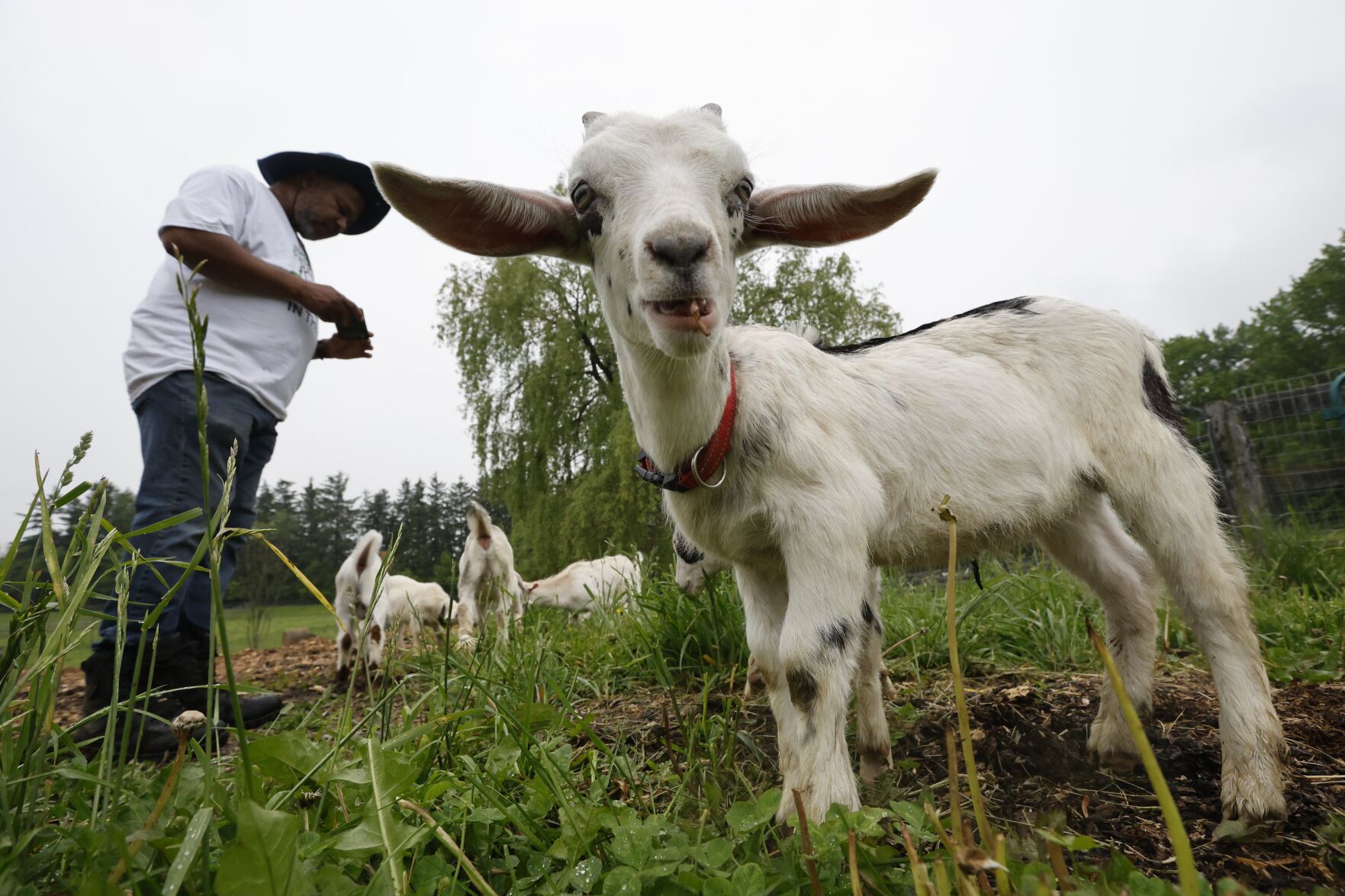 A herd of goats has important work to do in Toronto this week