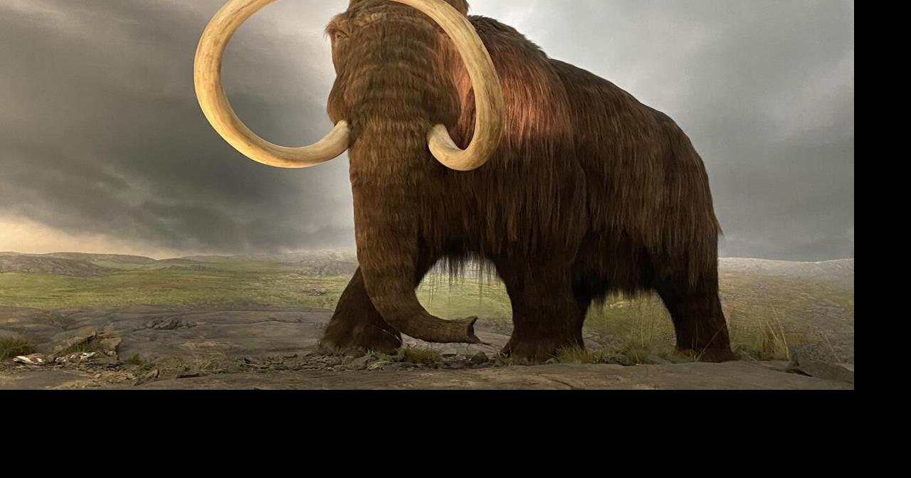 Climate activists splash Royal B.C. Museum’s mammoth ‘Woolly’ with pink ...
