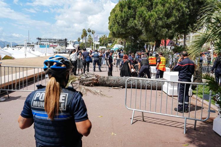 Palm tree falls on a person at Cannes Film Festival