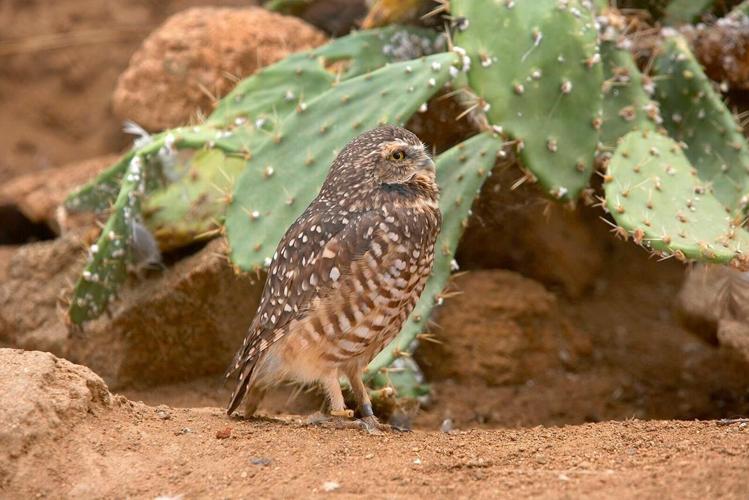 Fake poop helps evicted owls settle into new neighbourhood