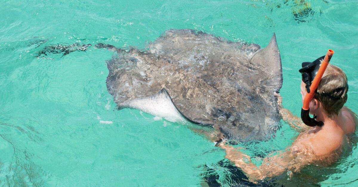 Cayman Islands: Swimming with rays in Starfish Bay