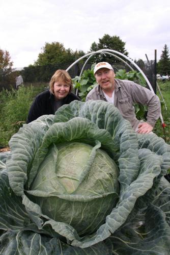 Stakes high in the competitive world of growing giant veggies