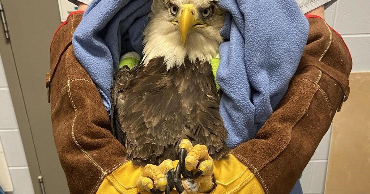 Prince Edward Island bald eagle receives rare surgery, heads to new ...
