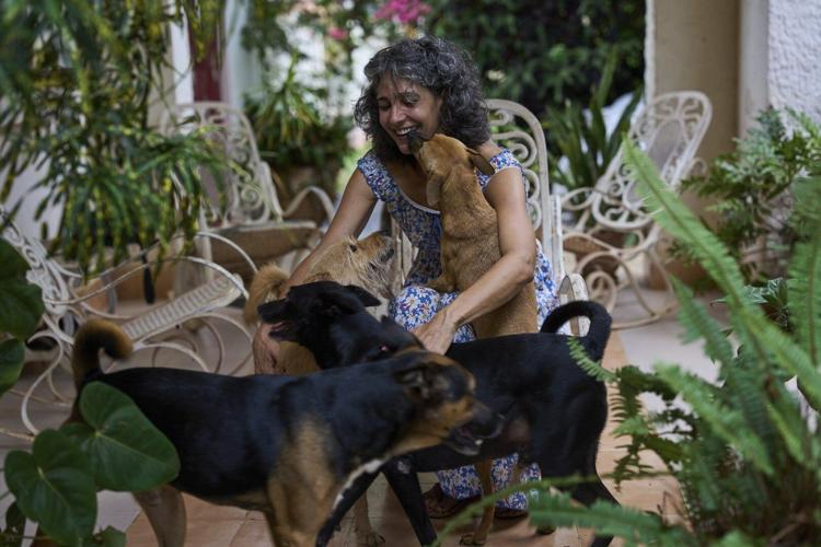 Cuban animal lovers struggle to feed stray cats and dogs as economic ...