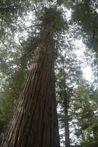 The Haida’s fight to save their centuries-old ‘trees of life’