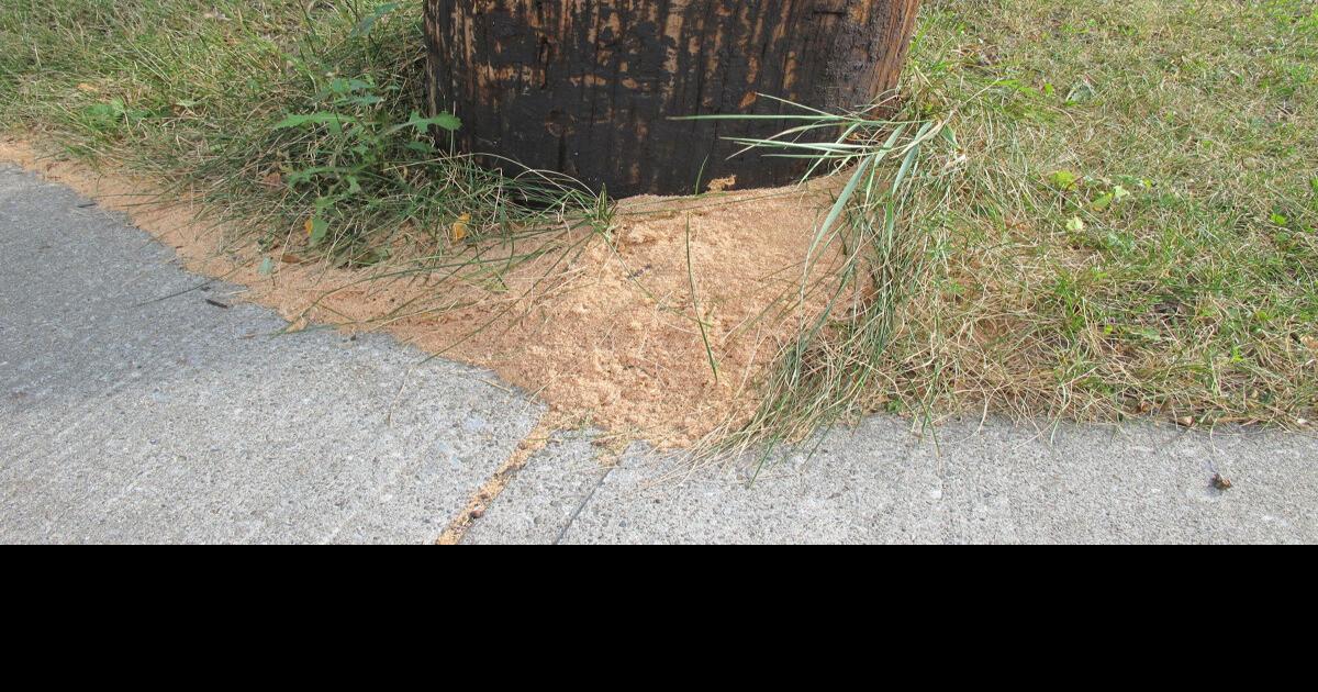Carpenter ants have gone to work on Etobicoke utility pole